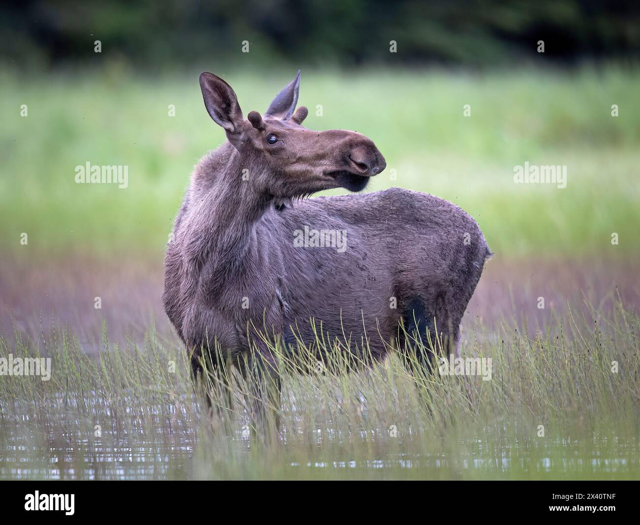 Alaska summer moose wetlands hi-res stock photography and images - Alamy