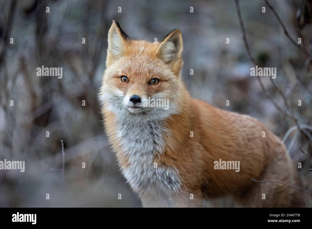 Red fox standing staring camera hi-res stock photography and images - Alamy