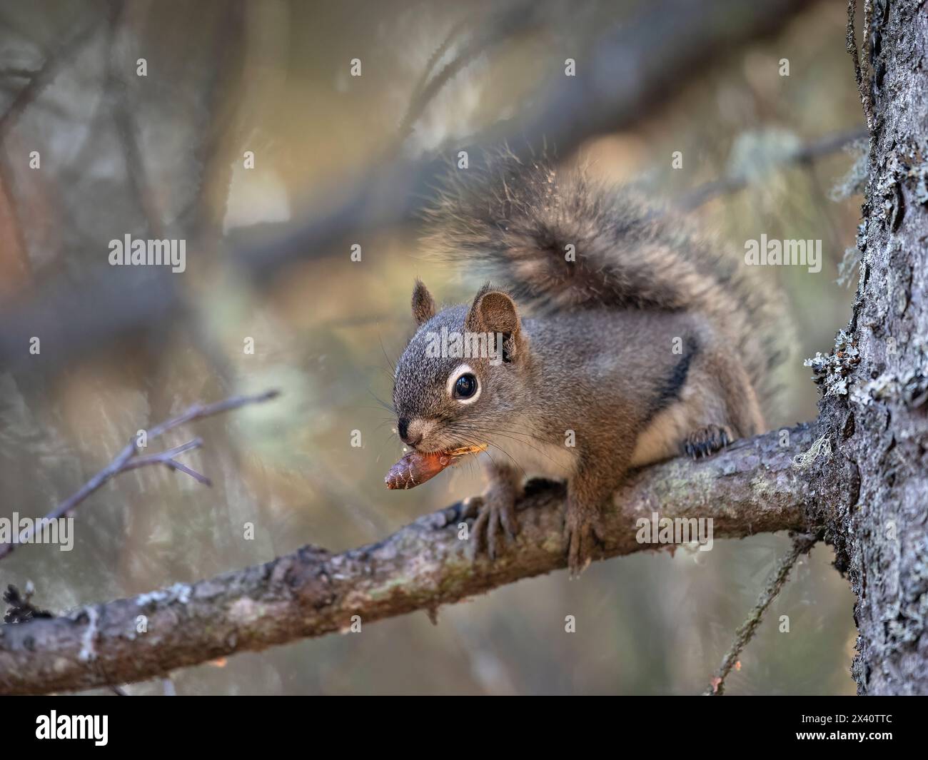 Close-up portrait of a American red squirrel (Tamiasciurus hudsonicus ...
