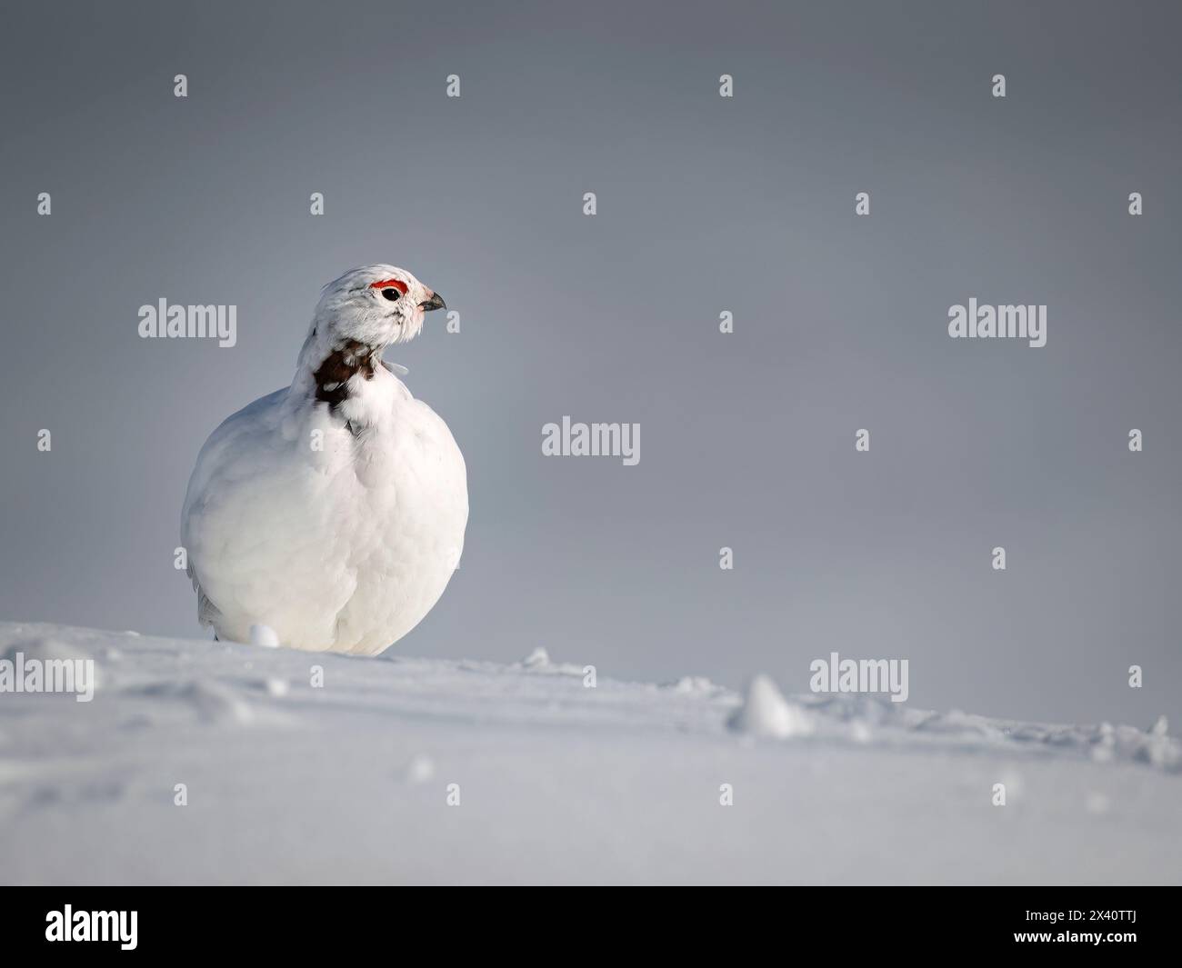 Close-up portrait of a male willow ptarmigan (Lagopus lagopus) showing ...
