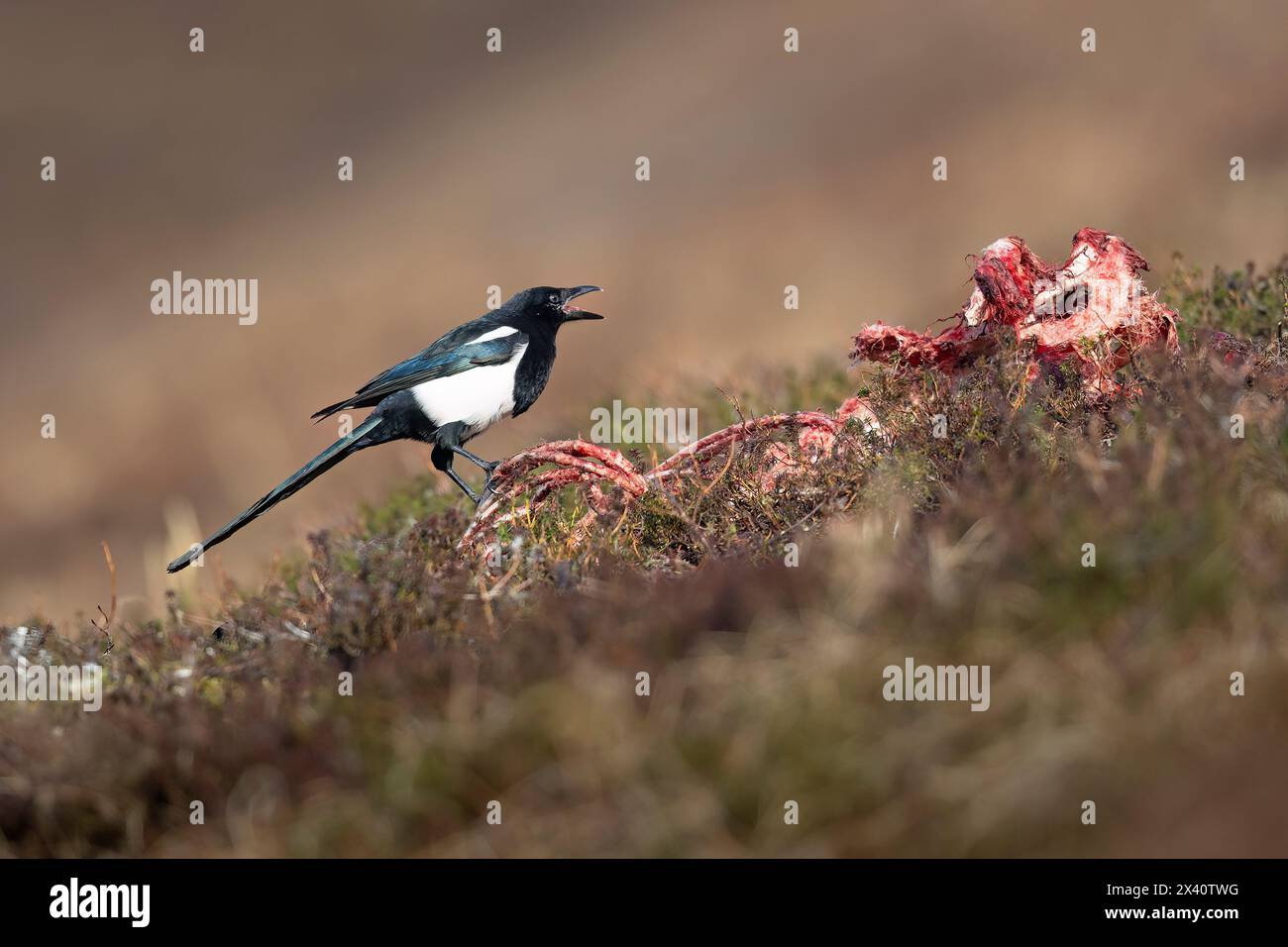 A black-billed magpie (Pica hudsonia) picks the bones of a dead Dall ...