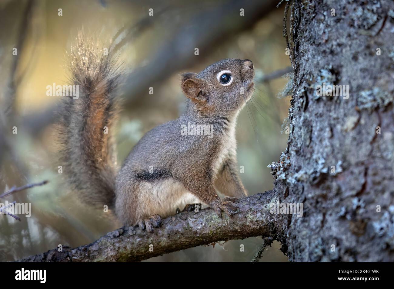 Alaska red squirrel hi-res stock photography and images - Alamy