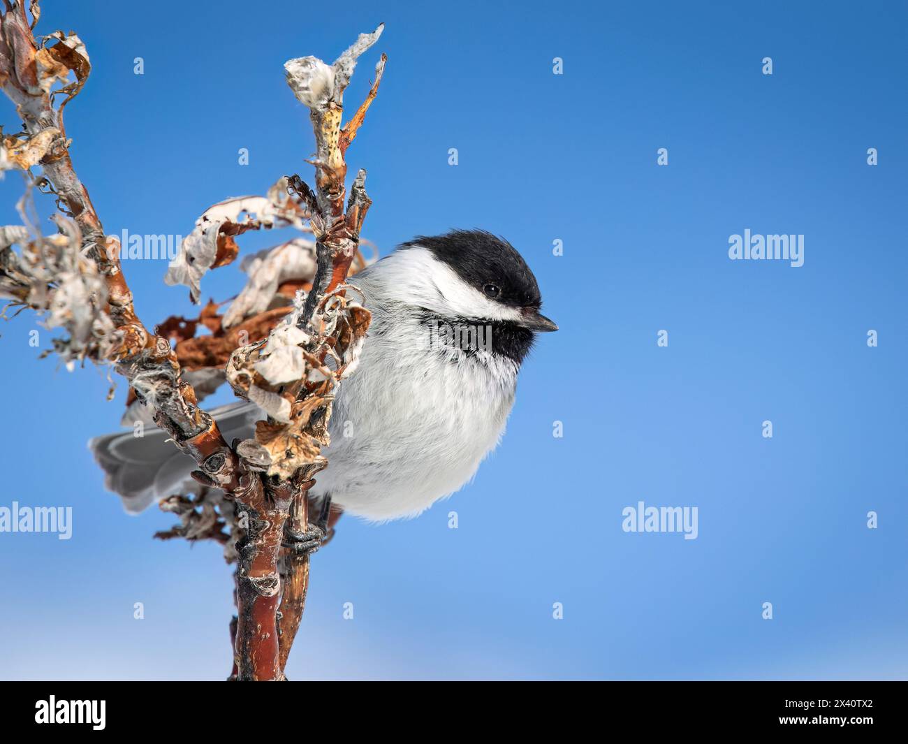 Chickadee close up profile view hi-res stock photography and images - Alamy