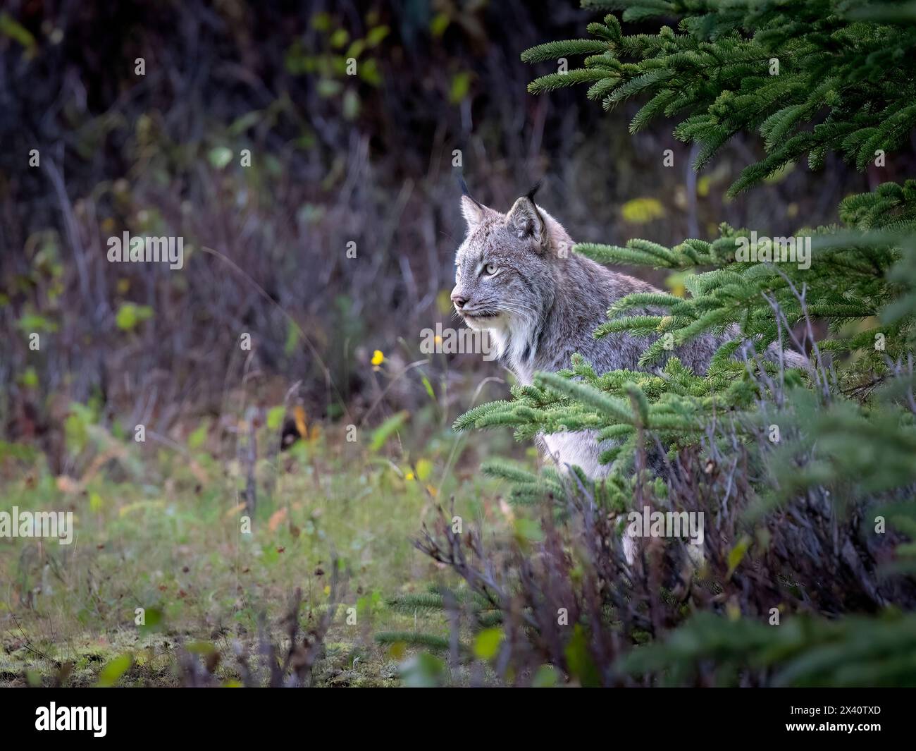 Portrait of a Canada Lynx (Lynx canadensis) poking its head from the ...