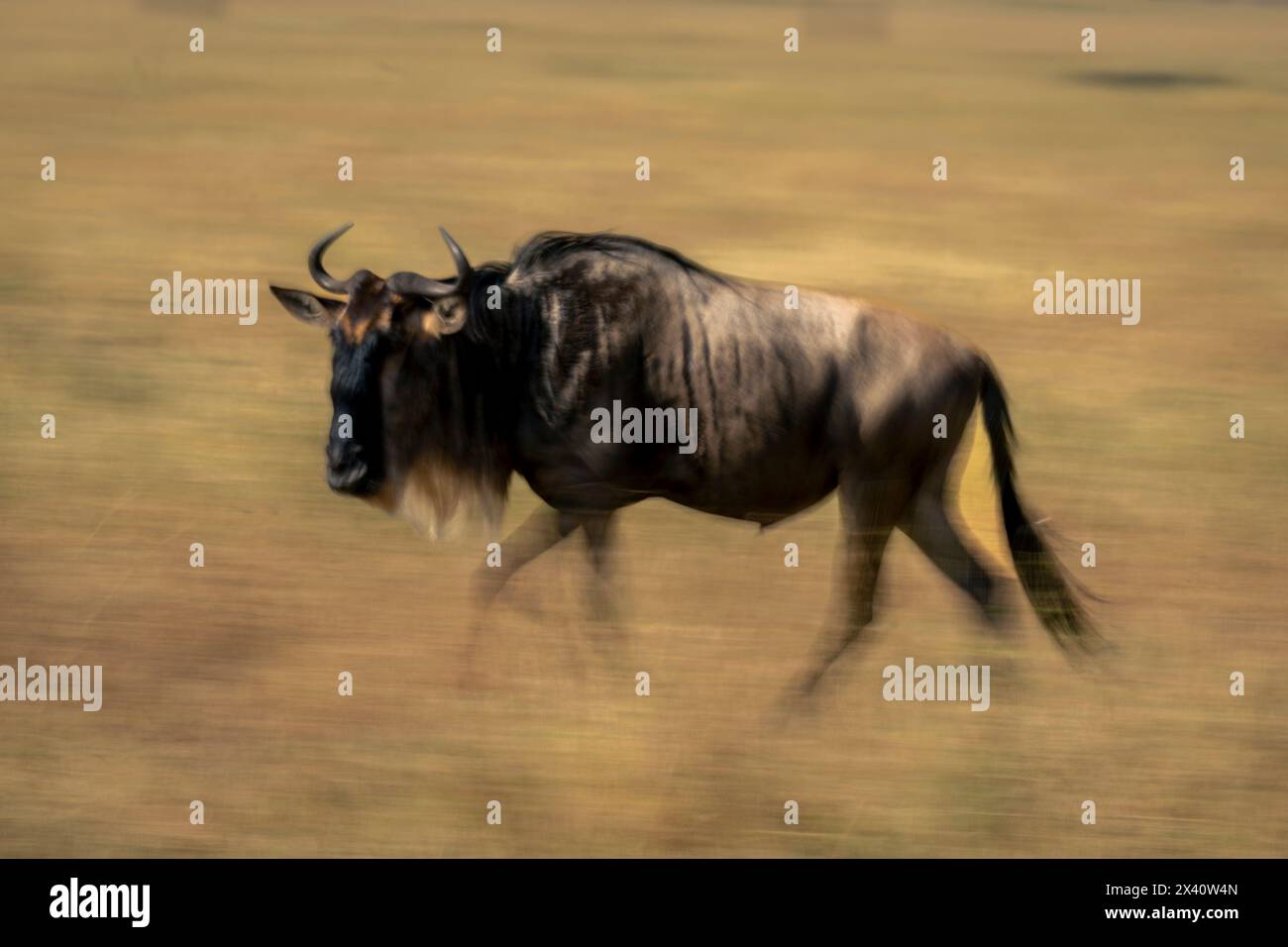 Slow pan of a blue wildebeest (Connochaetes taurinus) crossing grass ...
