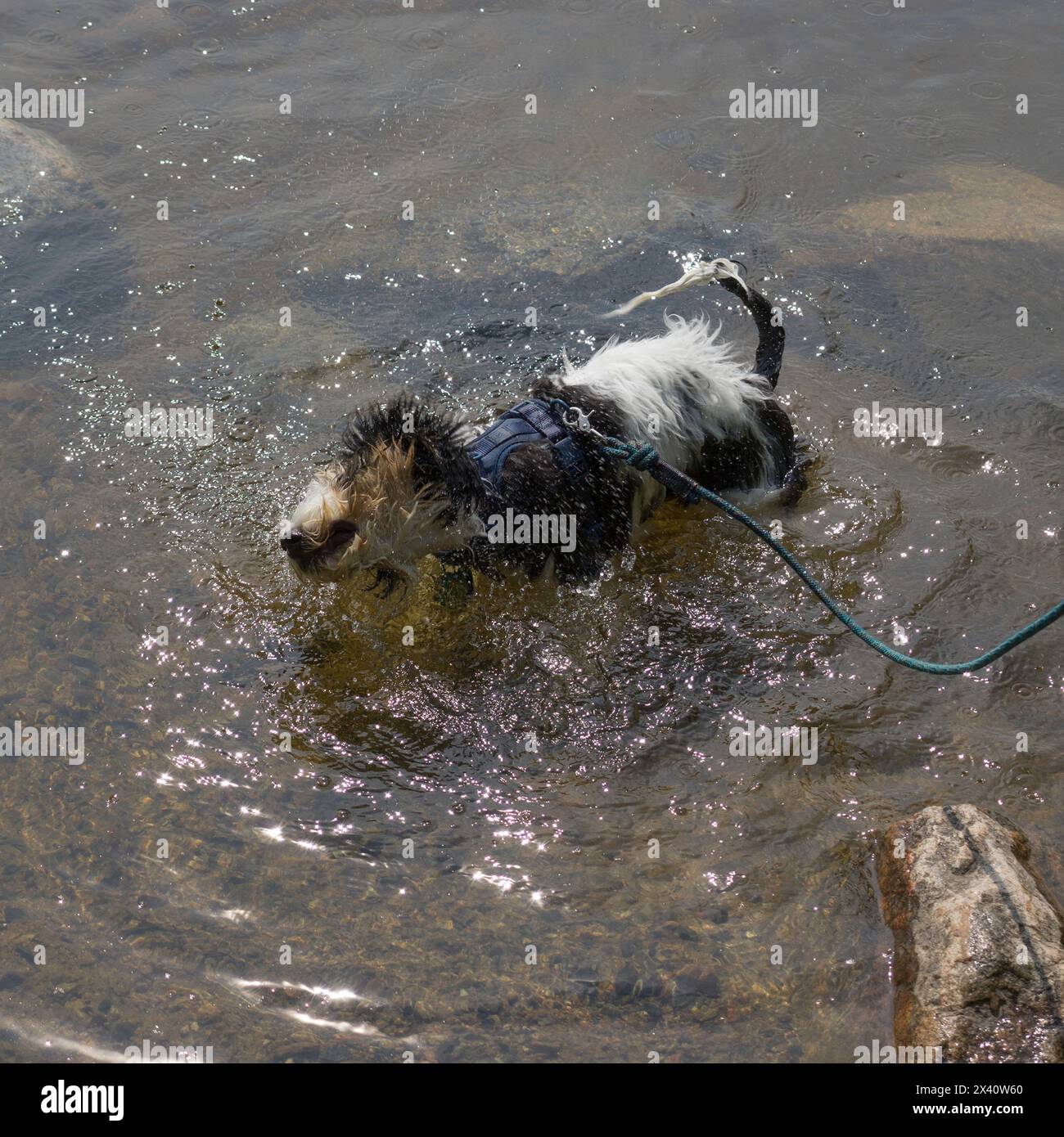Small dog stands in the shallow water enjoying a time to cool off ...