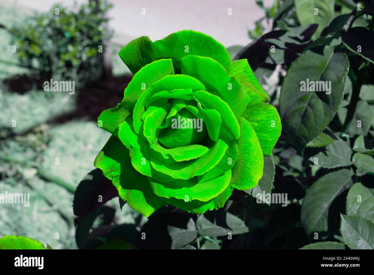 Botanica verde hi-res stock photography and images - Alamy