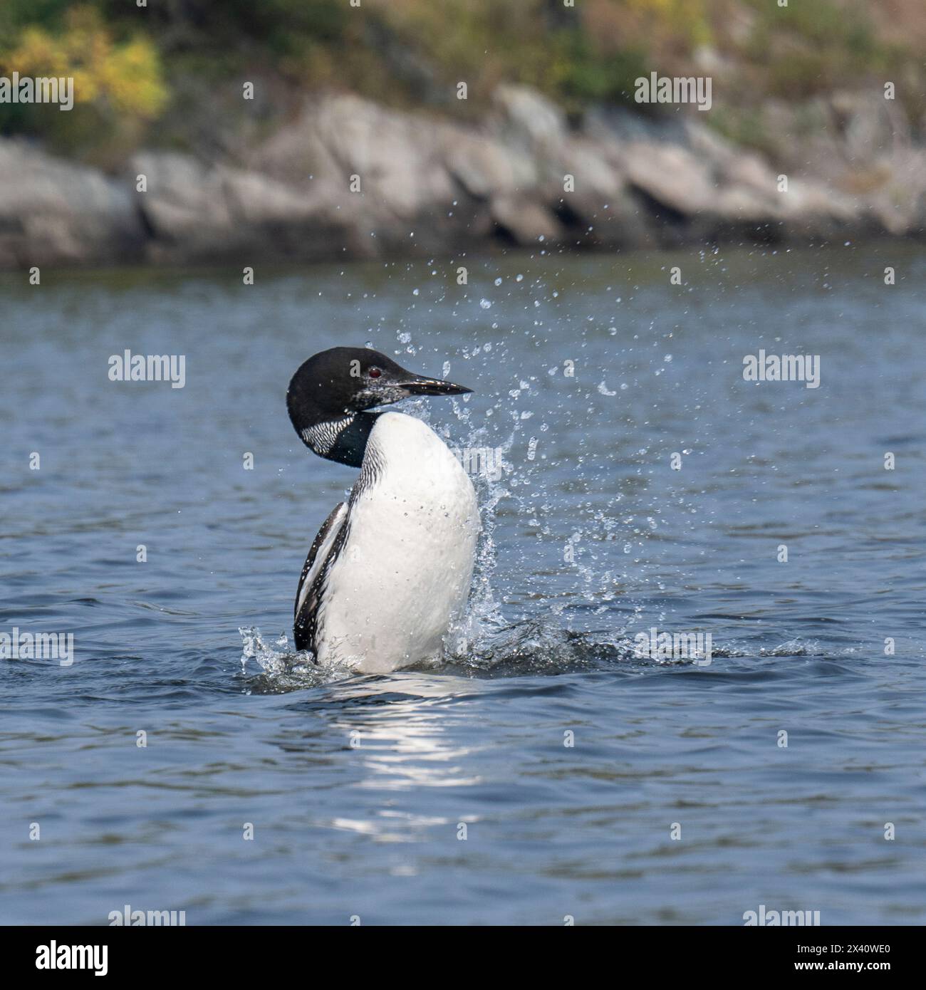Common loon (Gavia immer) splashing in a lake; Lake of the Woods ...