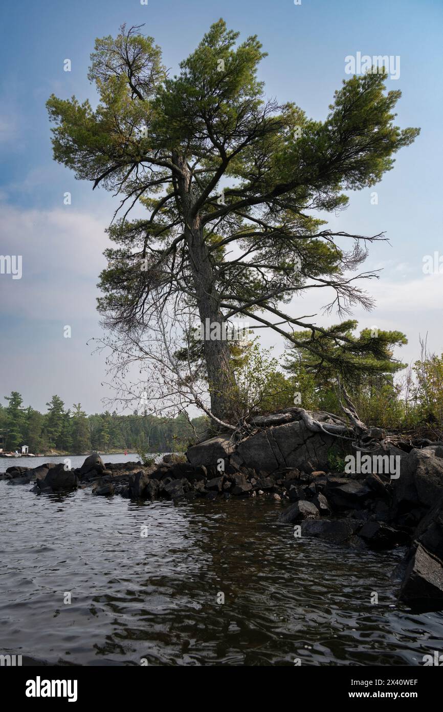 Tree leans lake hi-res stock photography and images - Alamy