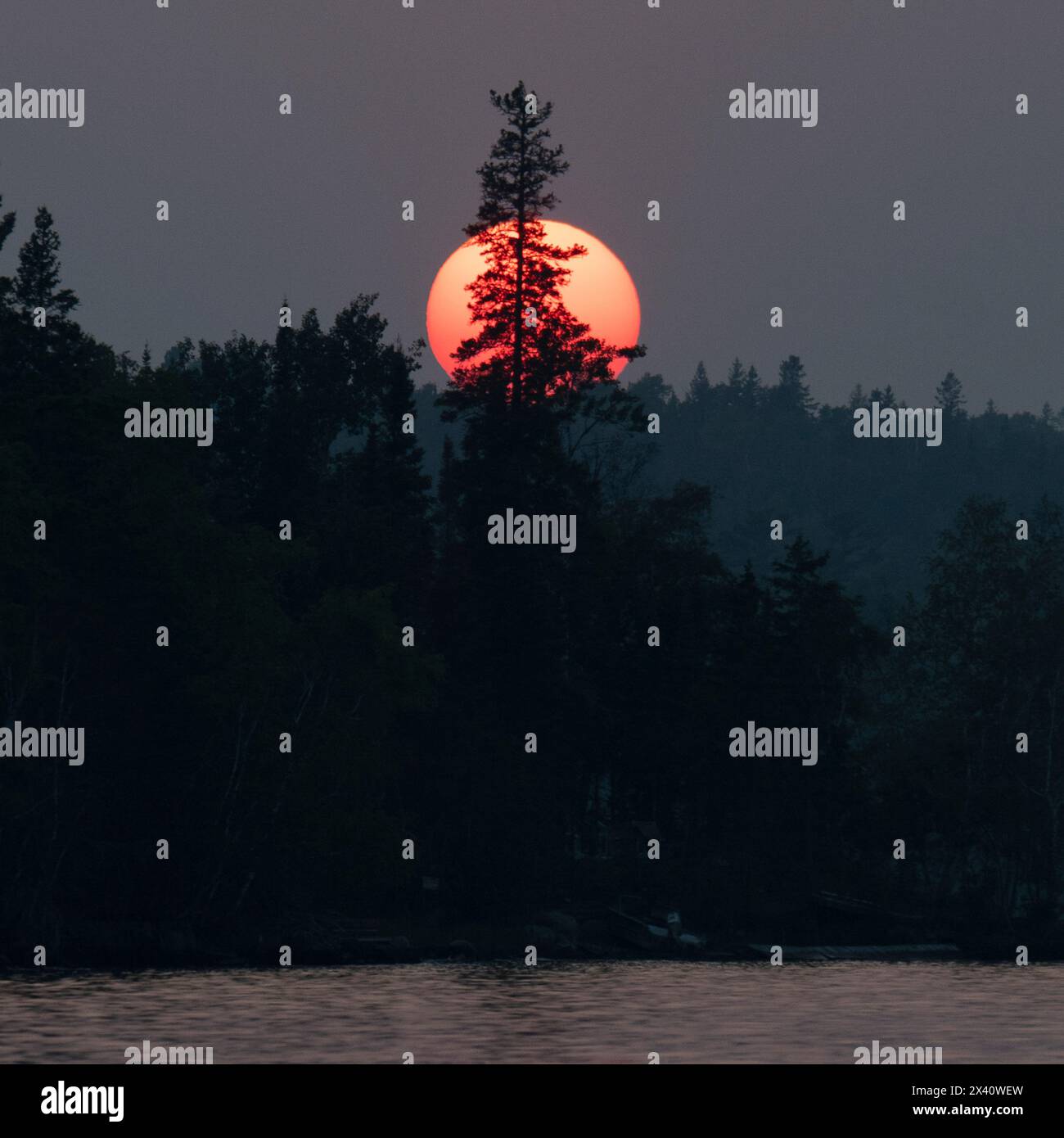 Large glowing sun sinks behind silhouetted trees; Lake of the Woods ...
