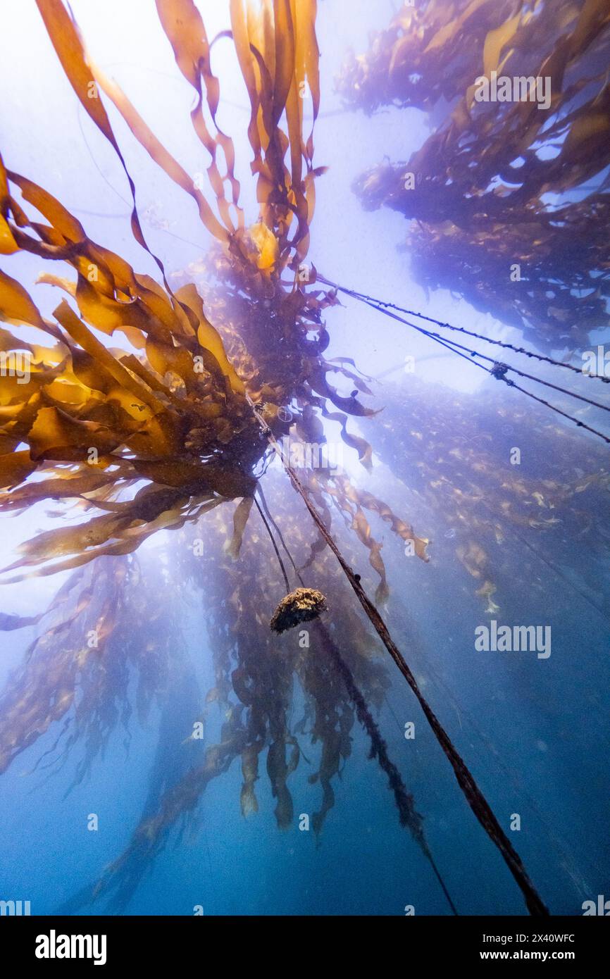 Ribbons of seaweed floating in ocean water; Vancouver Island, British ...