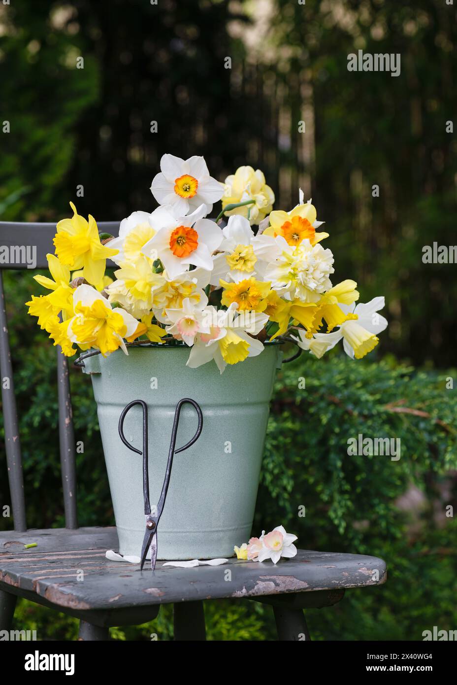 Garden still life with fresh colorful and different variety of daffodil ...