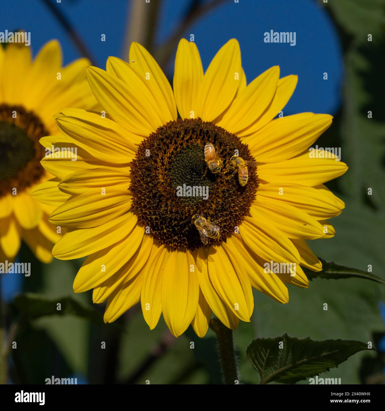 Beautiful sunflower bees extreme close hi-res stock photography and ...