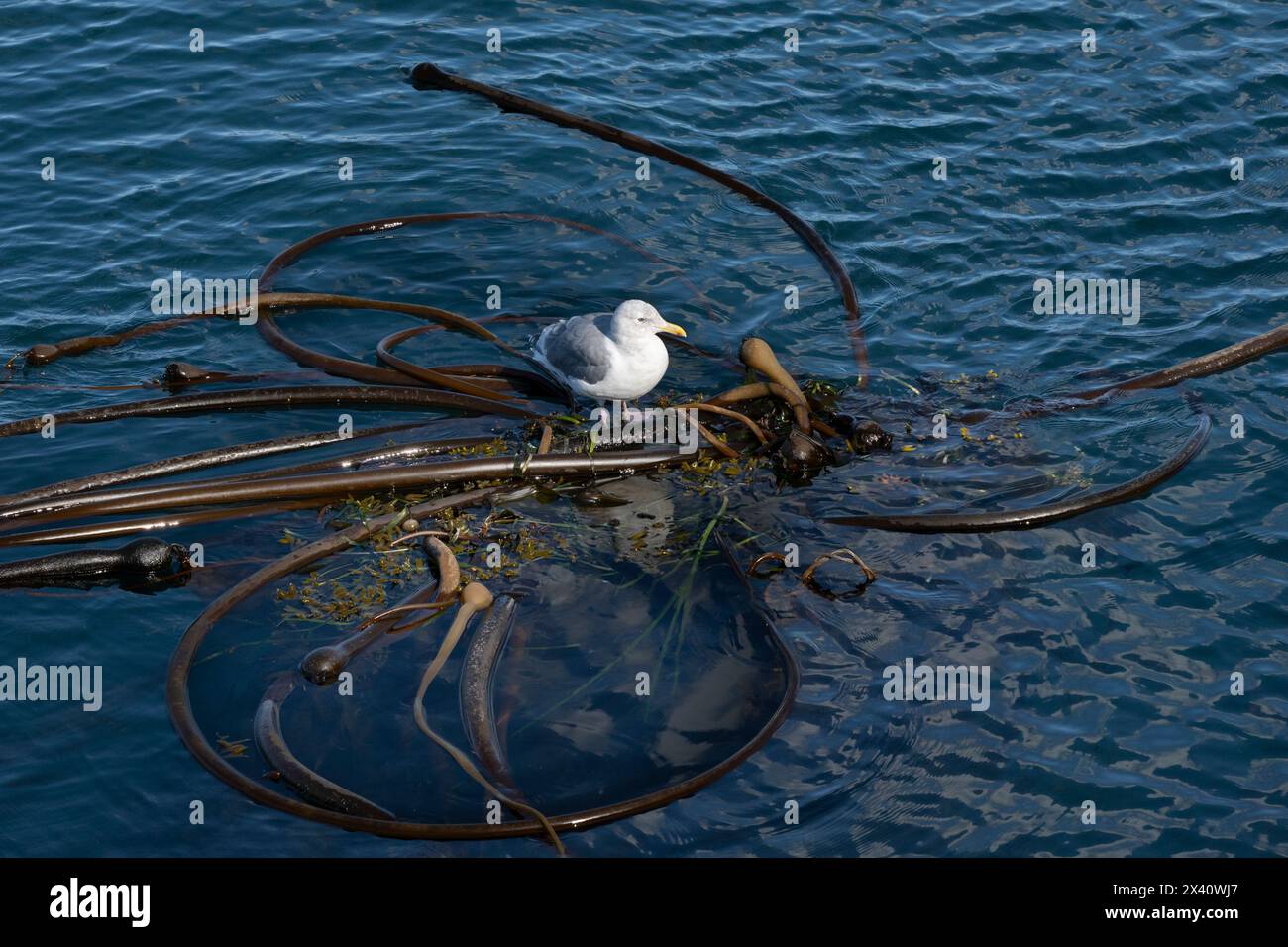 Seagull rests on floating kelp on the surface of the water in a port ...