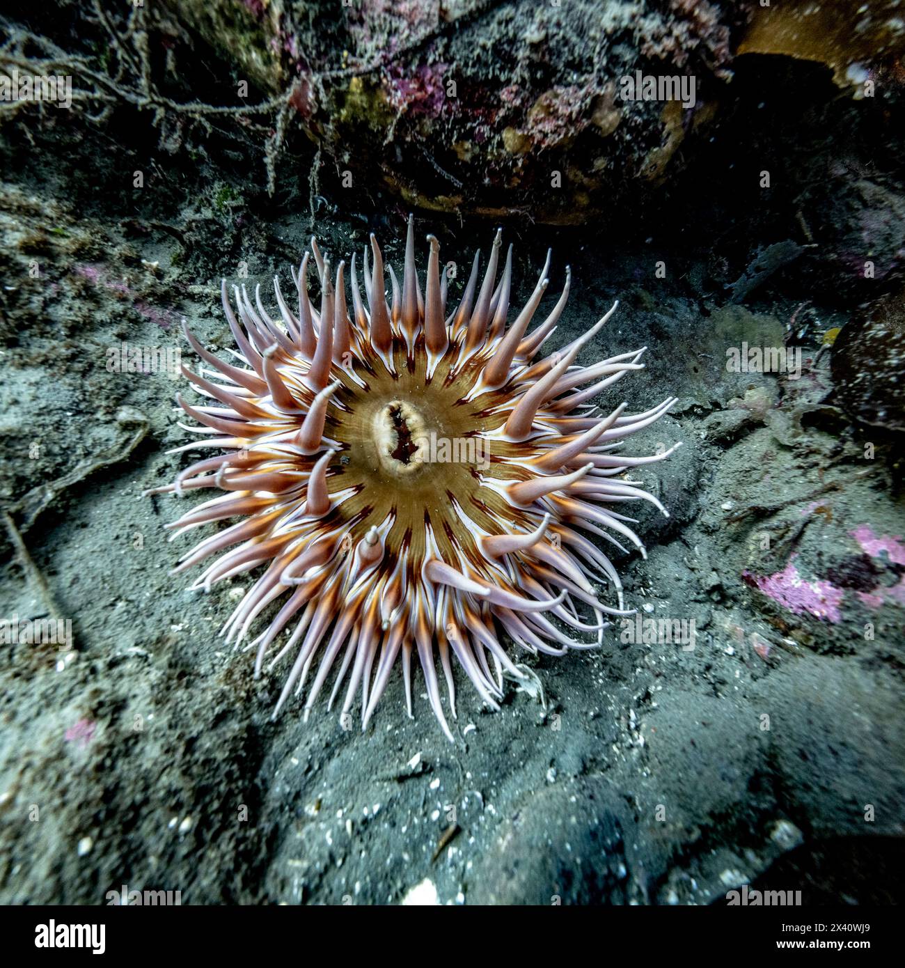 Spiny sea urchin in Sooke Bay in the Pacific Ocean; Vancouver Island ...