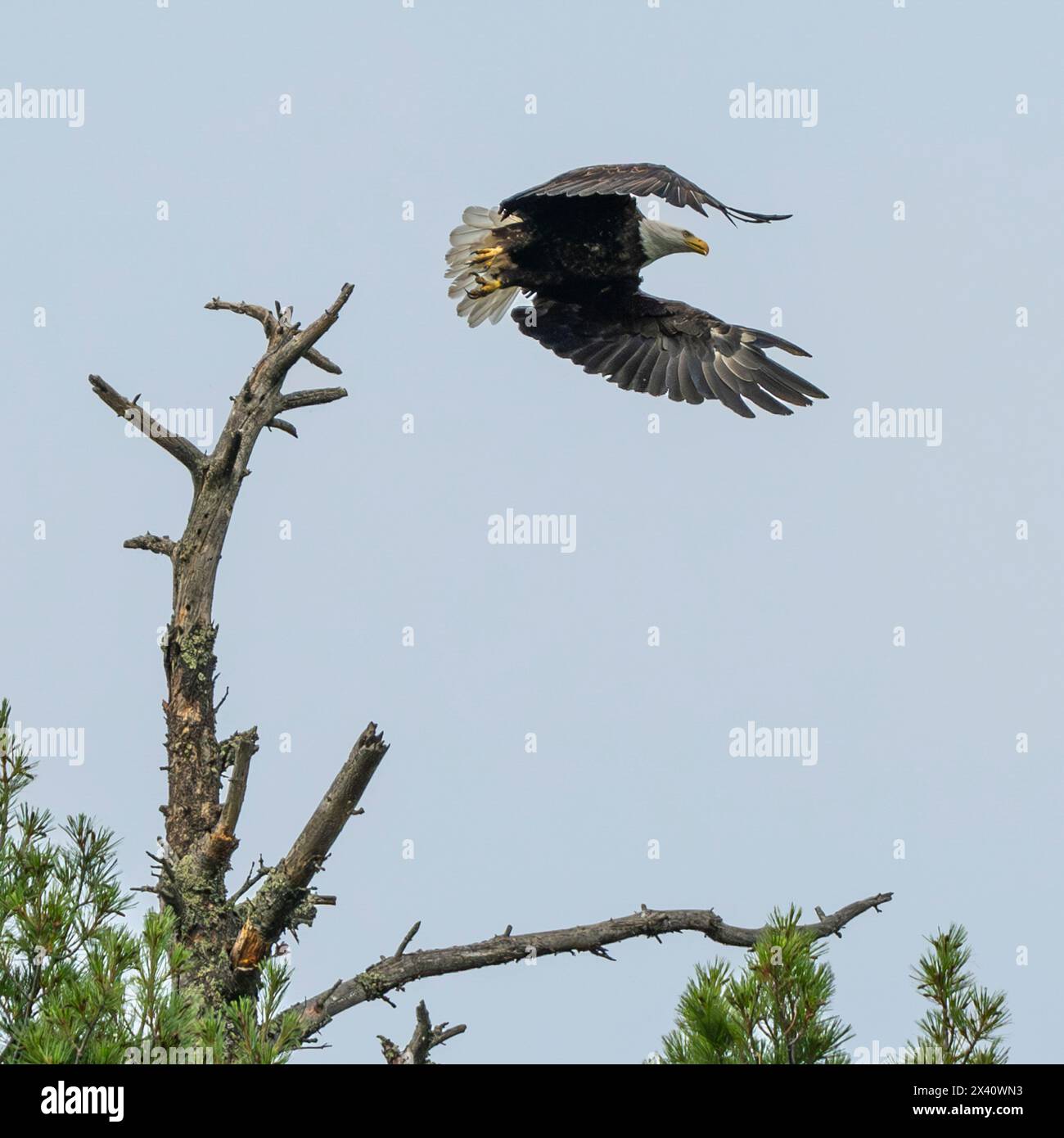 Bald eagle (Haliaeetus leucocephalus) taking flight from a treetop in a ...
