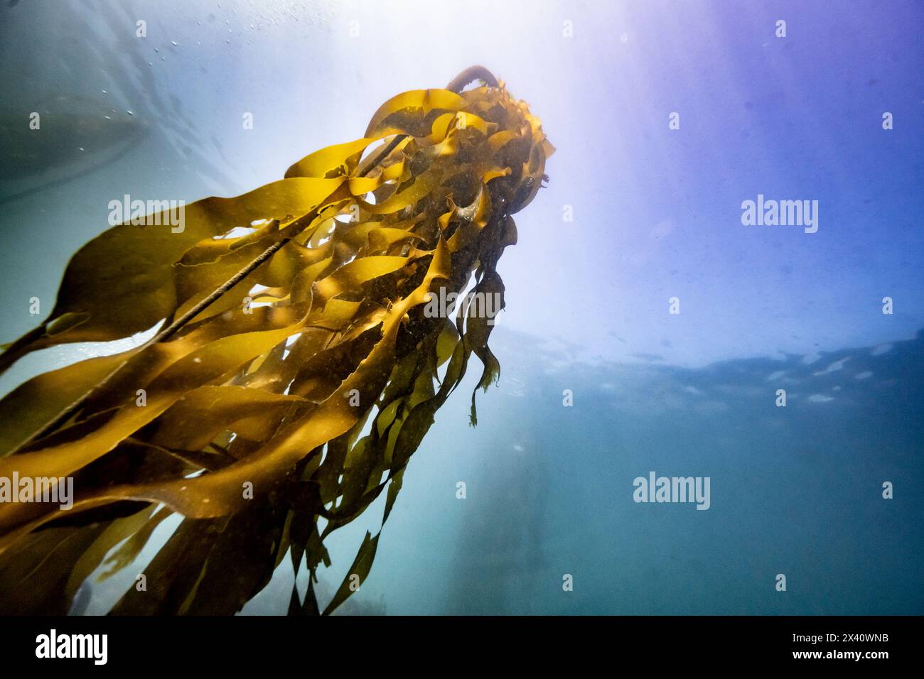 Kelp growing surface water hi-res stock photography and images - Alamy