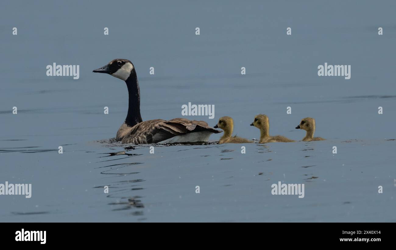 Canada Goose (Branta canadensis) swimming in calm water with three ...