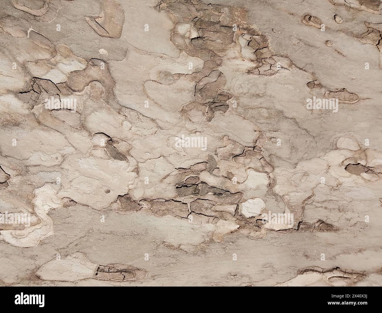 A detailed close-up photograph of the intricate patterns and varied shades of aged tree bark ...