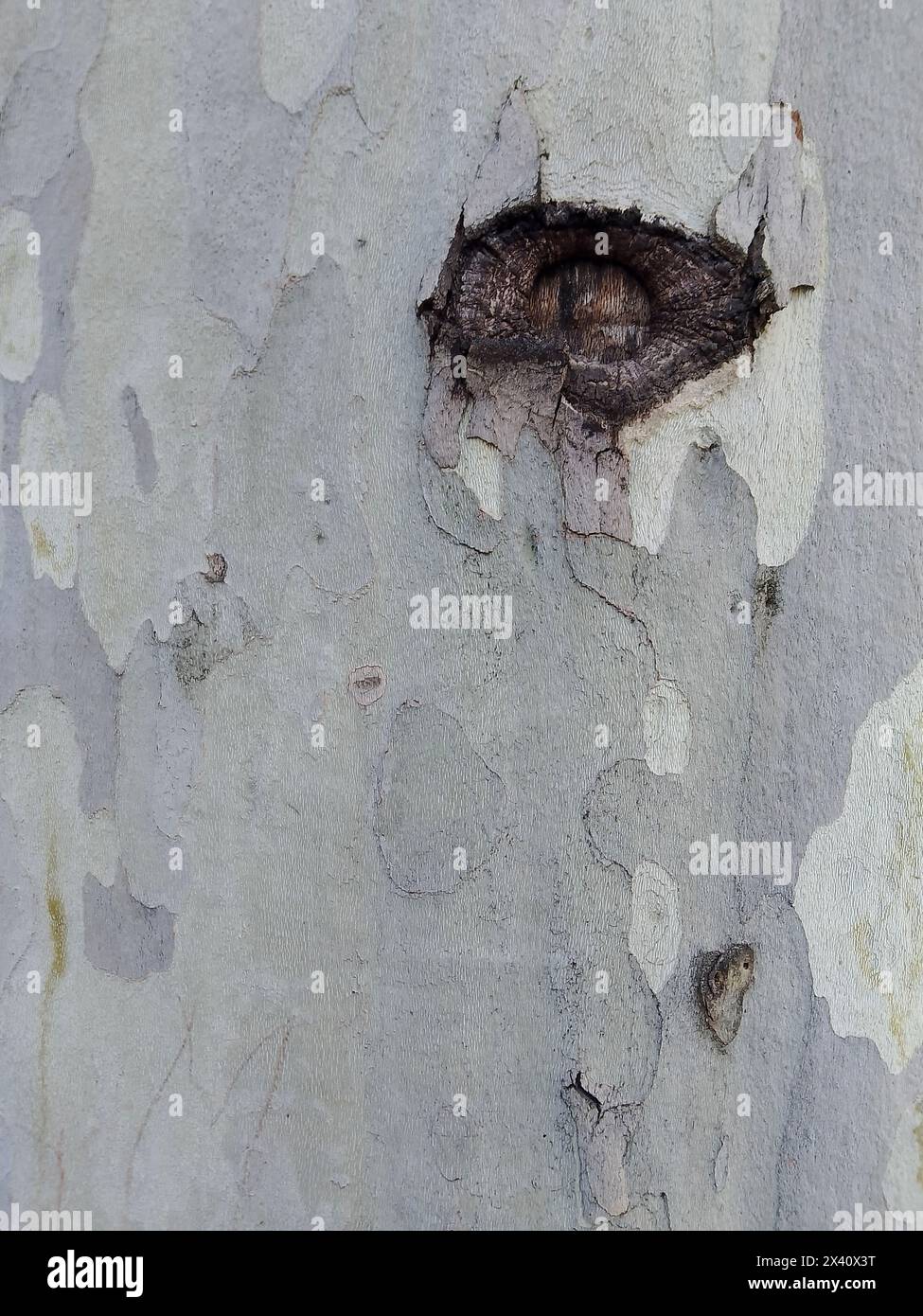 A detailed close-up photograph of the intricate patterns and varied shades of aged tree bark ...