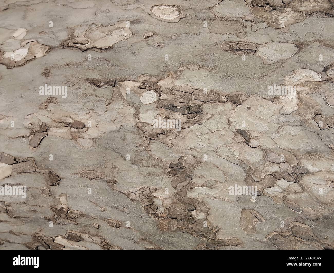 A detailed close-up photograph of the intricate patterns and varied shades of aged tree bark ...