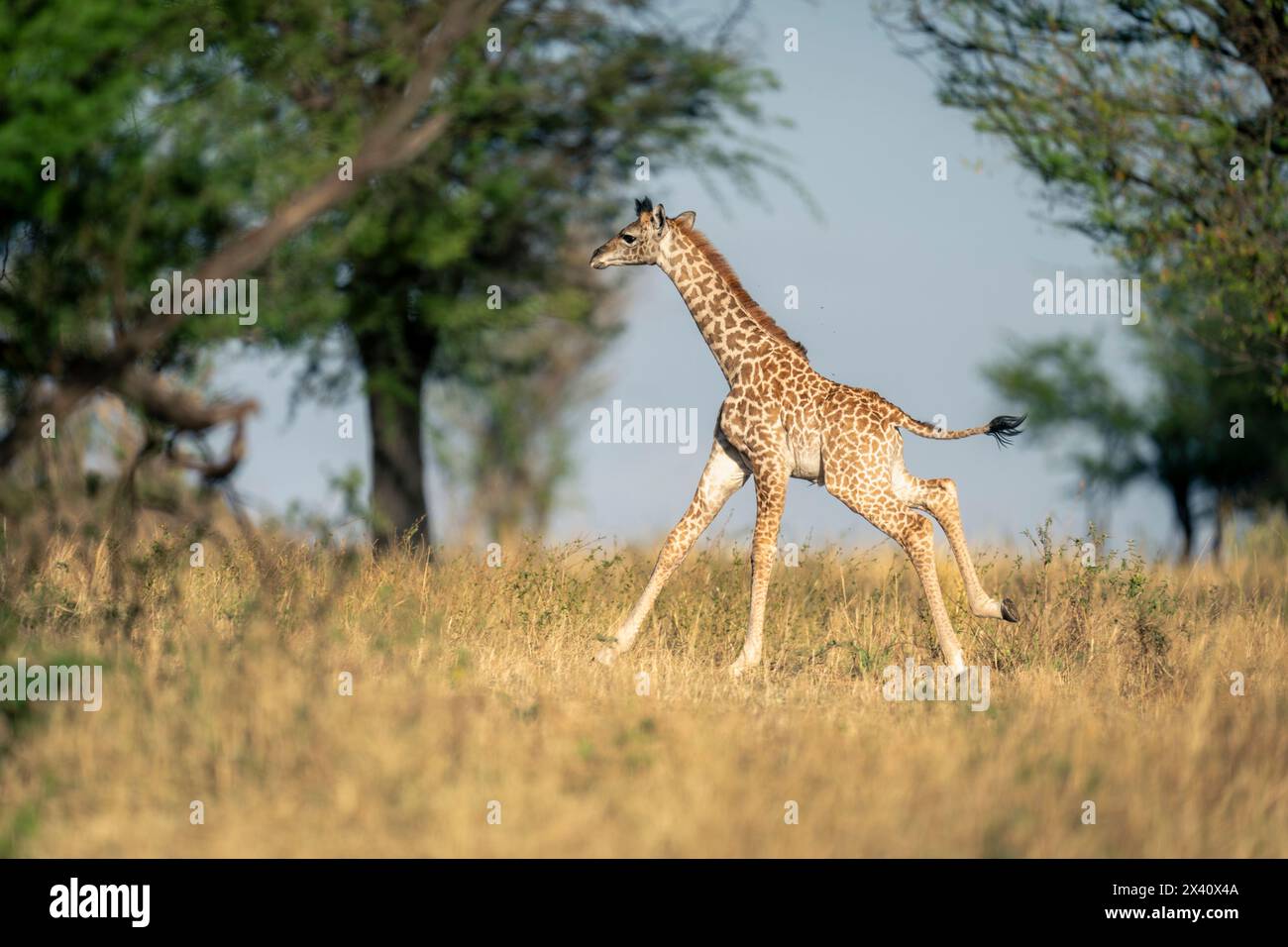 Baby Masai giraffe (Giraffa tippelskirchi) racing through grassy ...
