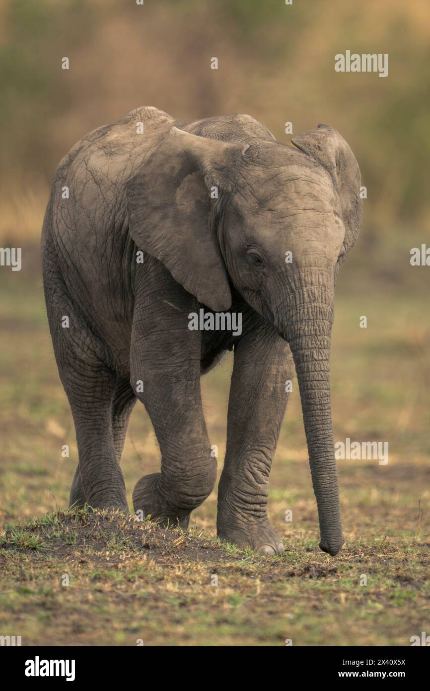 Baby African bush elephant walks across grassland Stock Photo - Alamy