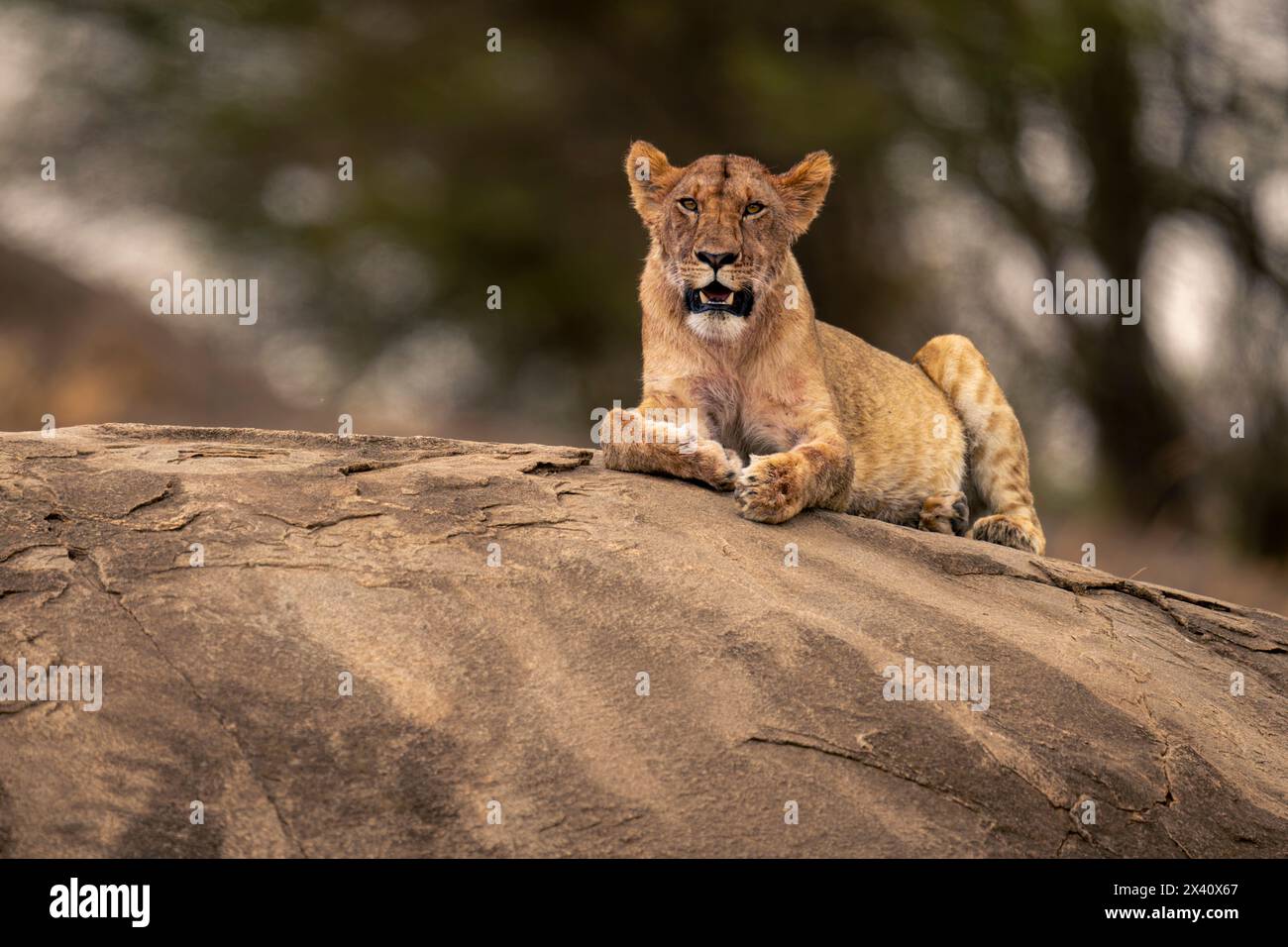 Blood-stained lioness (Panthera leo) lies on rock watching camera in ...