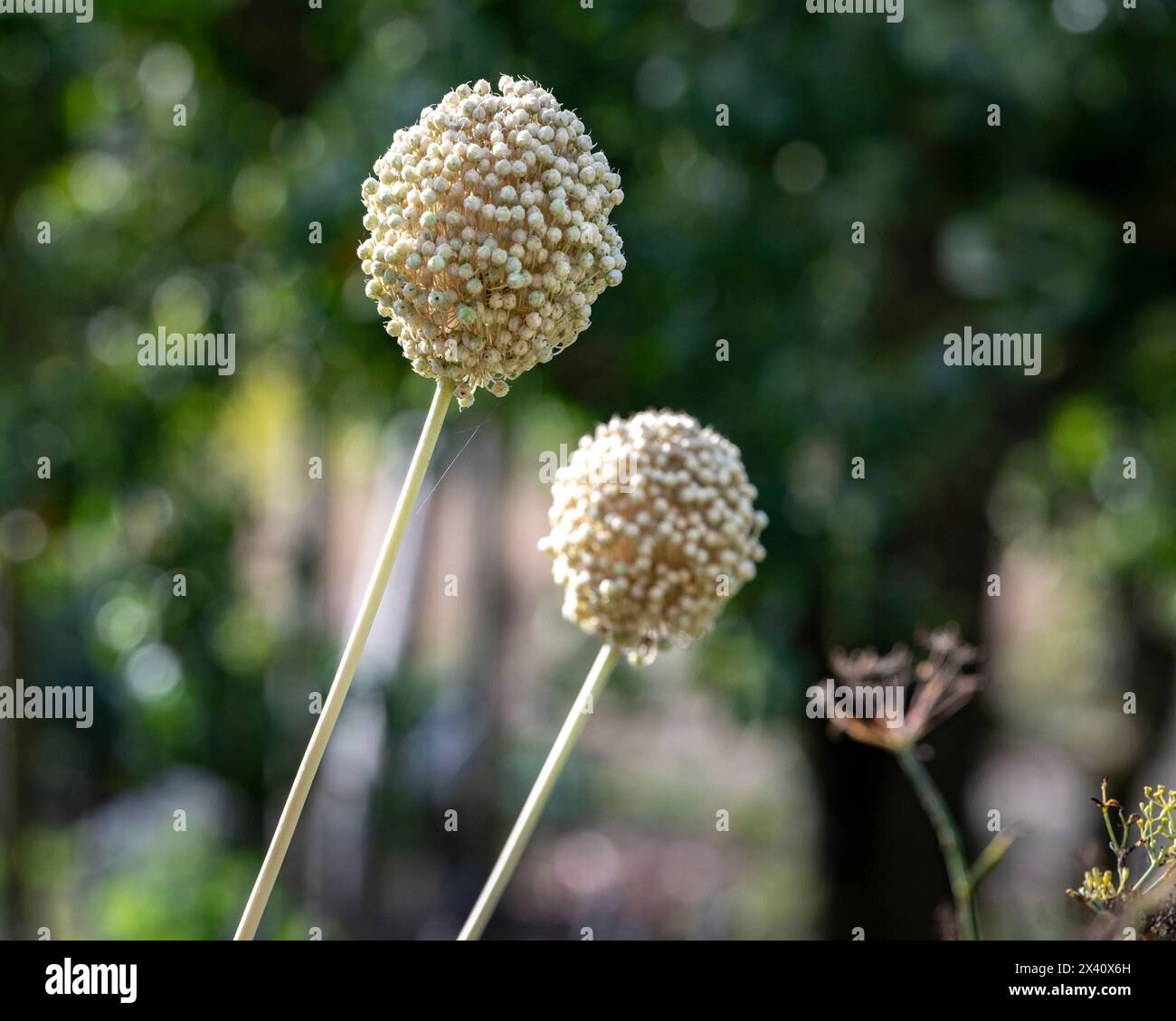 Globe shaped stem hi-res stock photography and images - Alamy