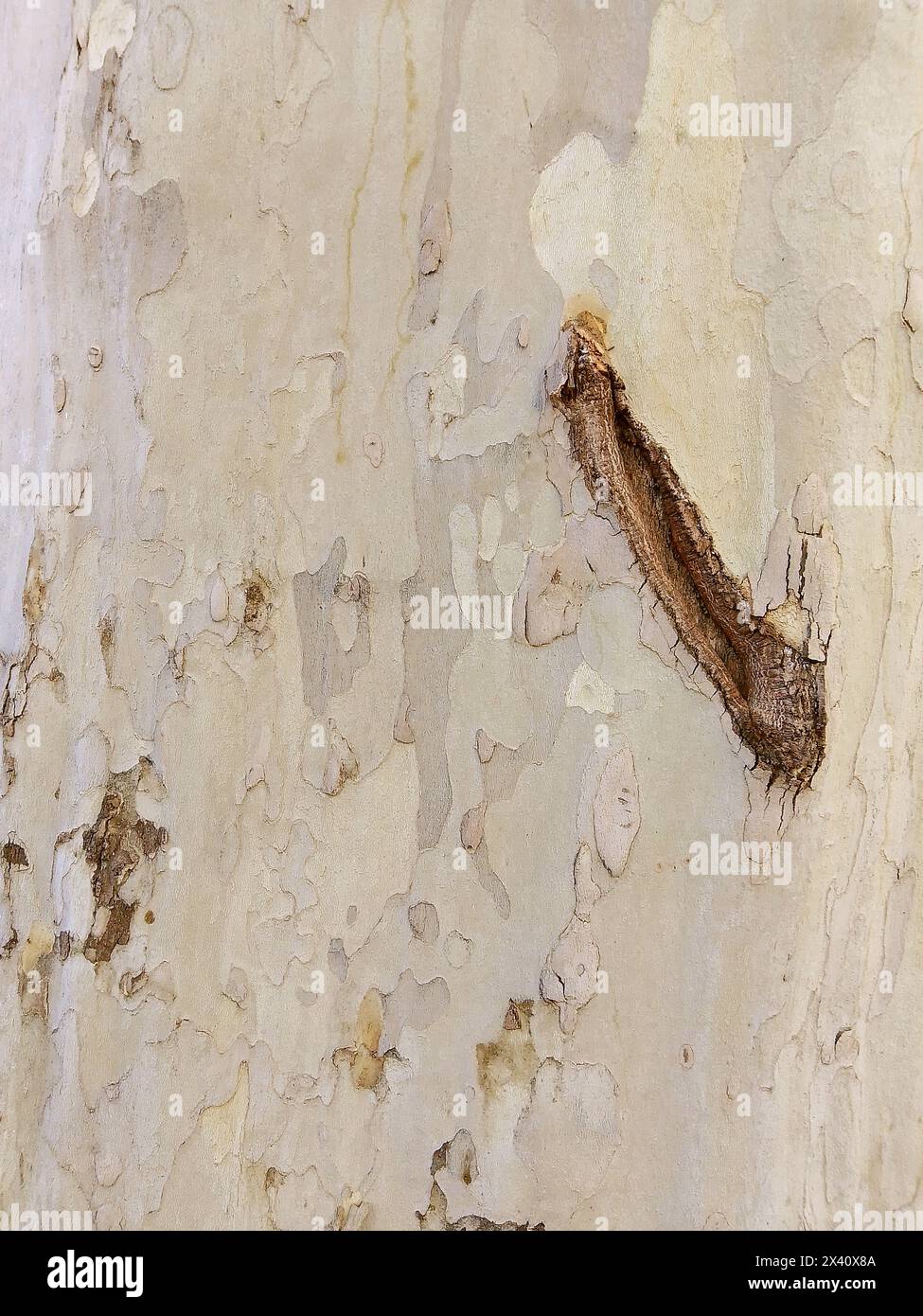 A detailed close-up photograph of the intricate patterns and varied shades of aged tree bark ...