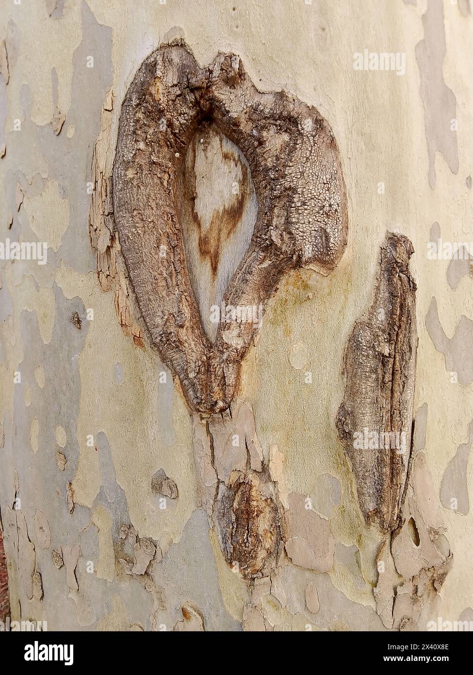 A detailed close-up photograph of the intricate patterns and varied shades of aged tree bark ...