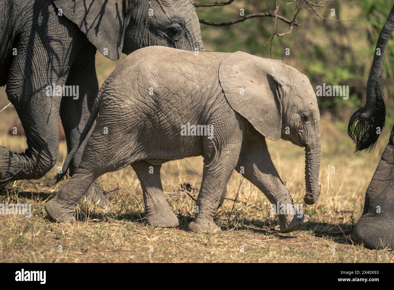 Elephant herd walking past tree hi-res stock photography and images - Alamy