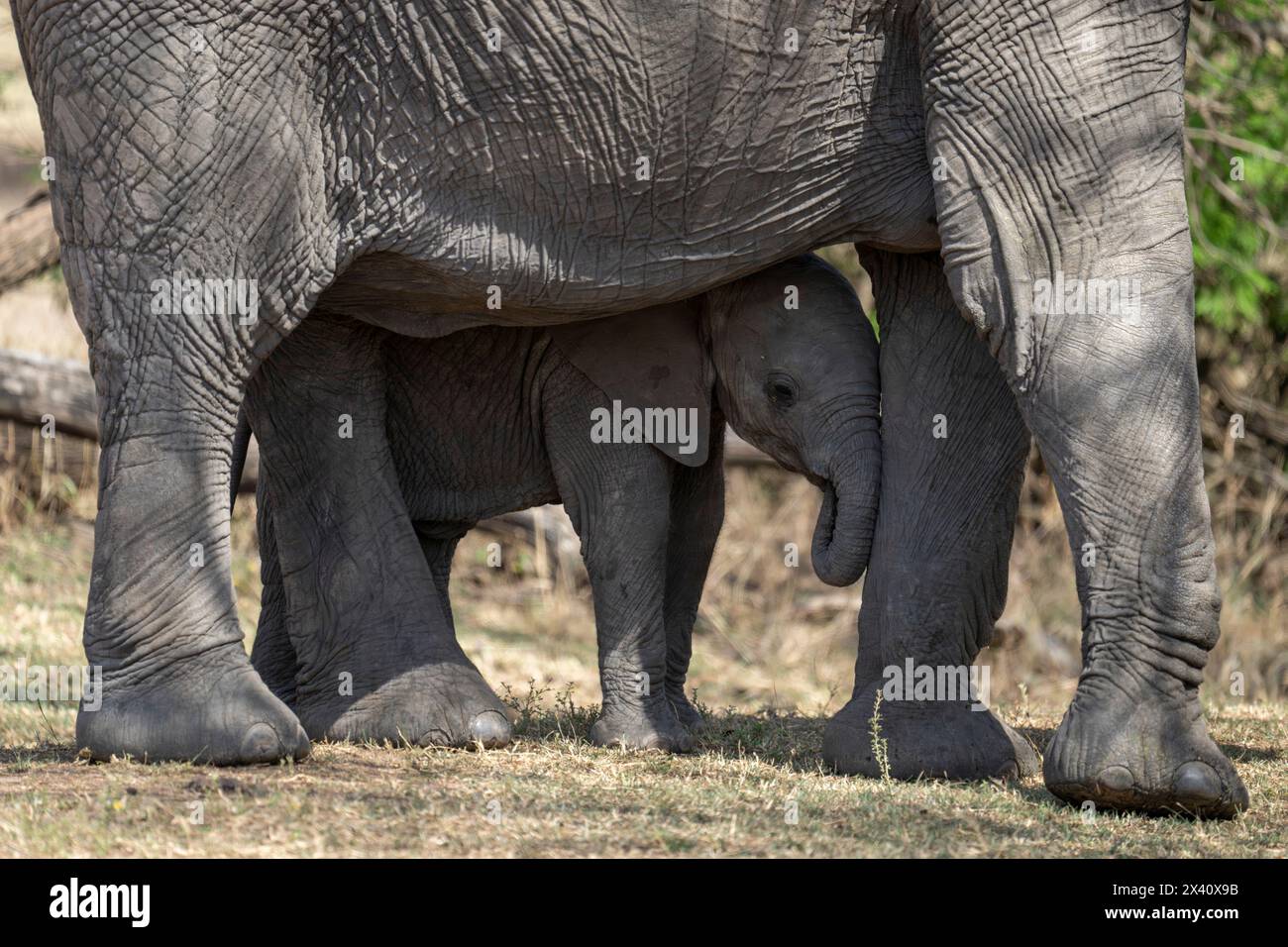 African bush elephant calf (Loxodonta africana) stands under mother in ...