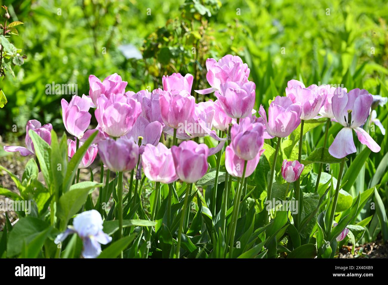 Pink spring flowers of single early tulip Candy Prince growing in UK ...