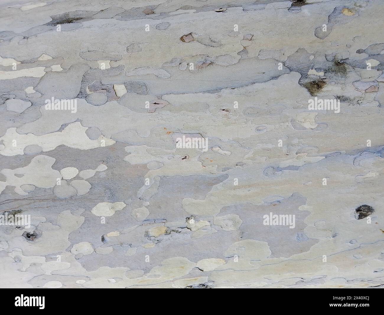 A detailed close-up photograph of the intricate patterns and varied shades of aged tree bark ...