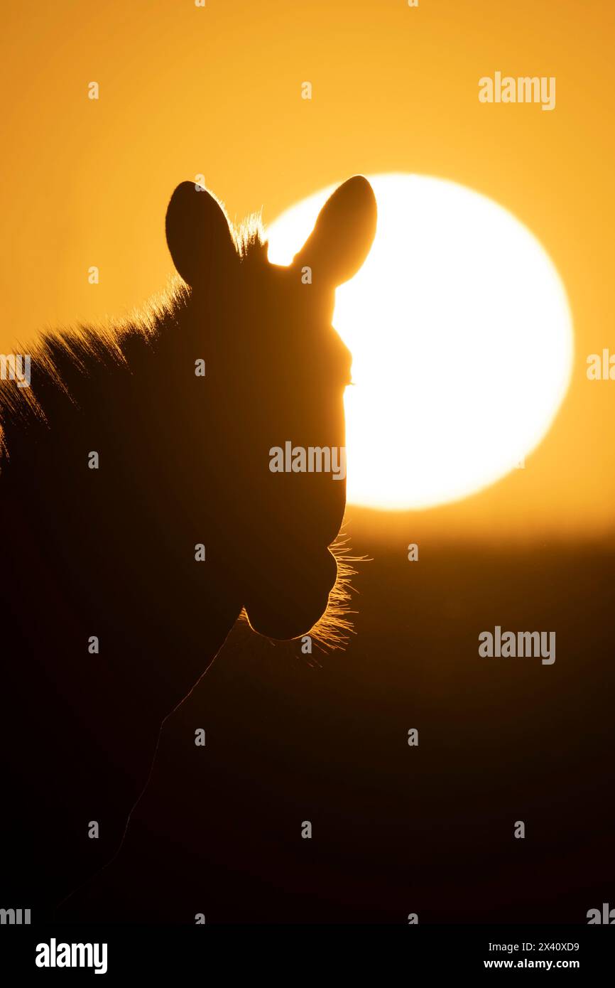 Close-up silhouette of a plains zebra as sun rises; Serengeti National ...