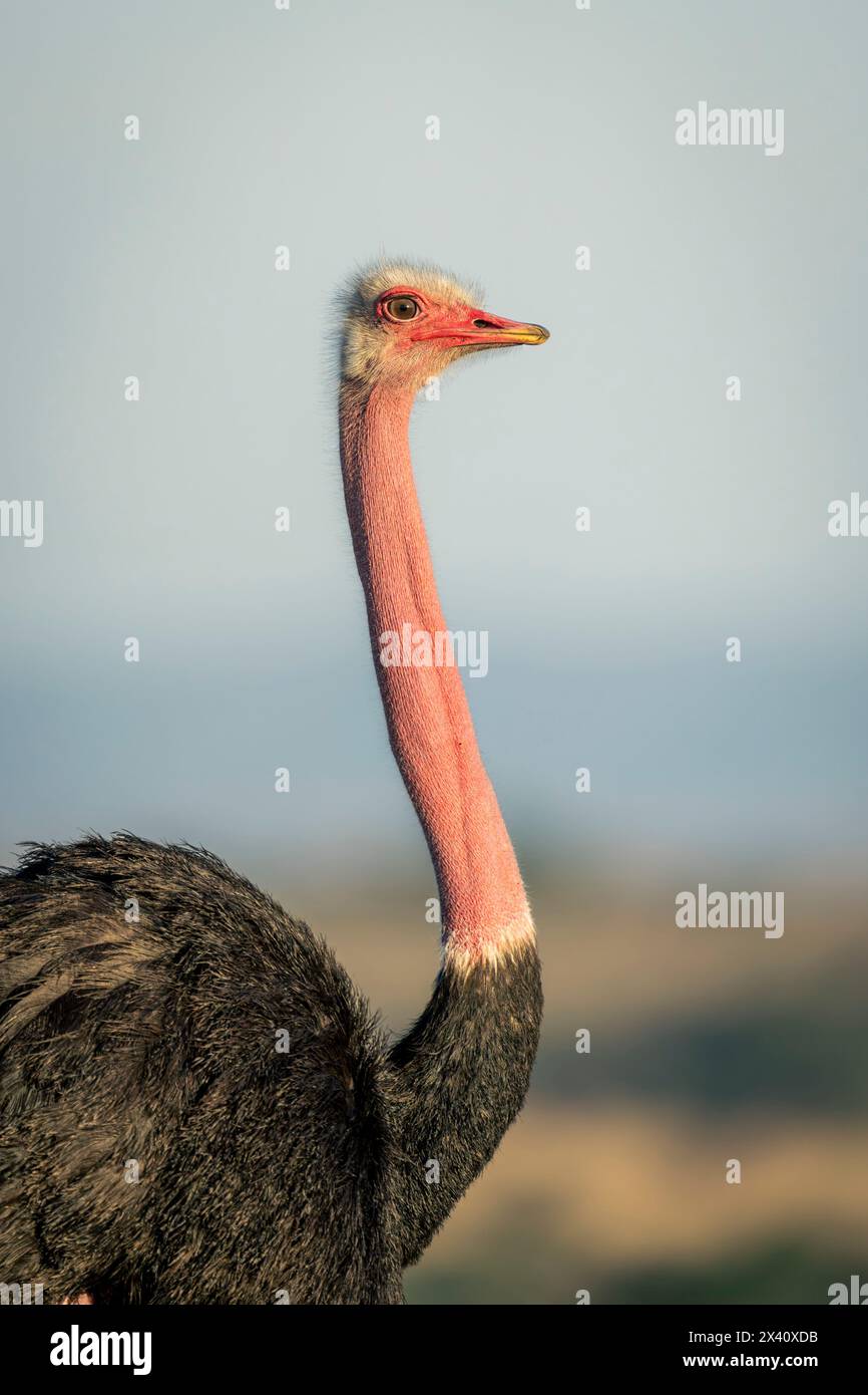 Close-up of male common ostrich (Struthio camelus) in profile in ...