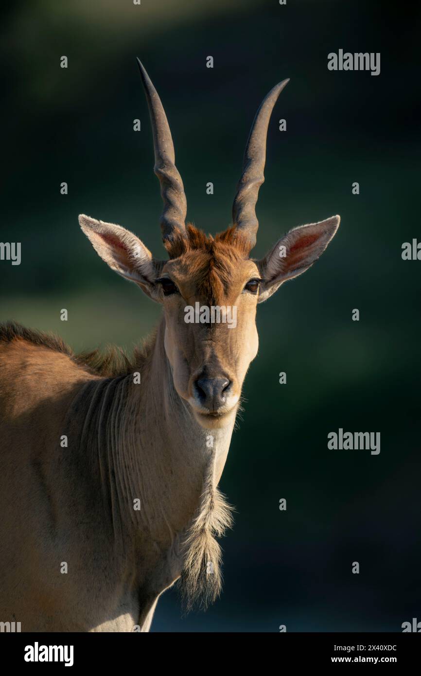 Close-up of male Common eland (Taurotragus oryx) watching camera in ...