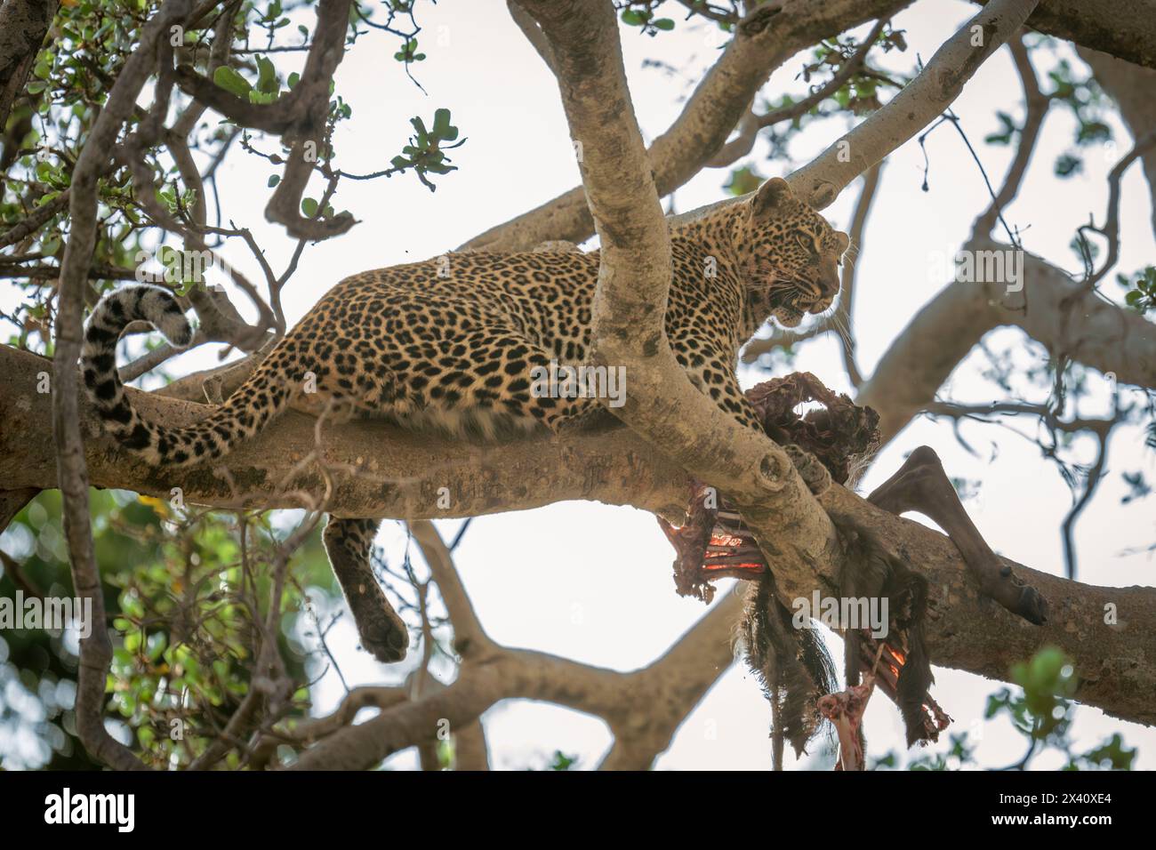 Female leopard (Panthera pardus) lies on a tree branch with carcass; Serengeti National Park ...