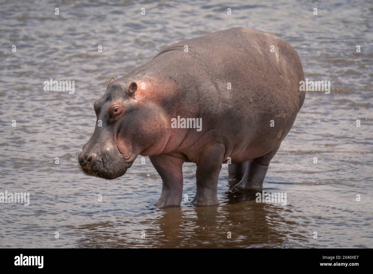 Common hippopotamus (Hippopotamus amphibius) standing in shallows in ...