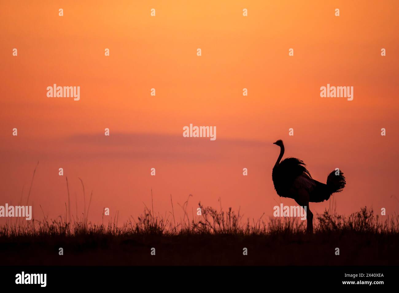Common ostrich (Struthio camelus) stands on horizon at sunrise in ...