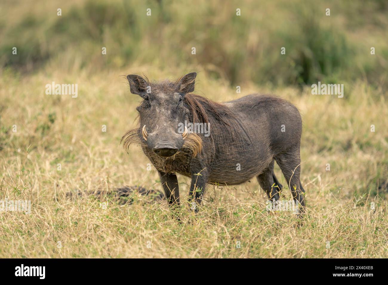 Warthog behavior hi-res stock photography and images - Alamy