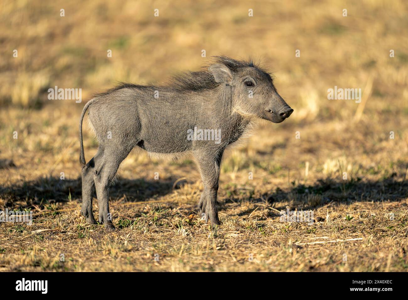 Common warthog (Phacochoerus africanus) piglet stands staring in ...