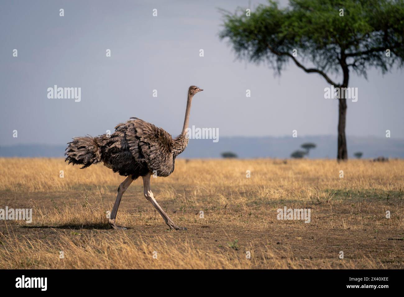 Female common ostrich (Struthio camelus) crosses savannah near tree ...