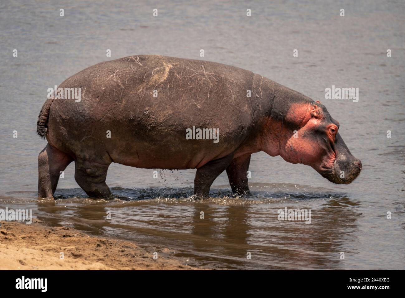Common hippopotamus (Hippopotamus amphibius) walking in shallows in ...