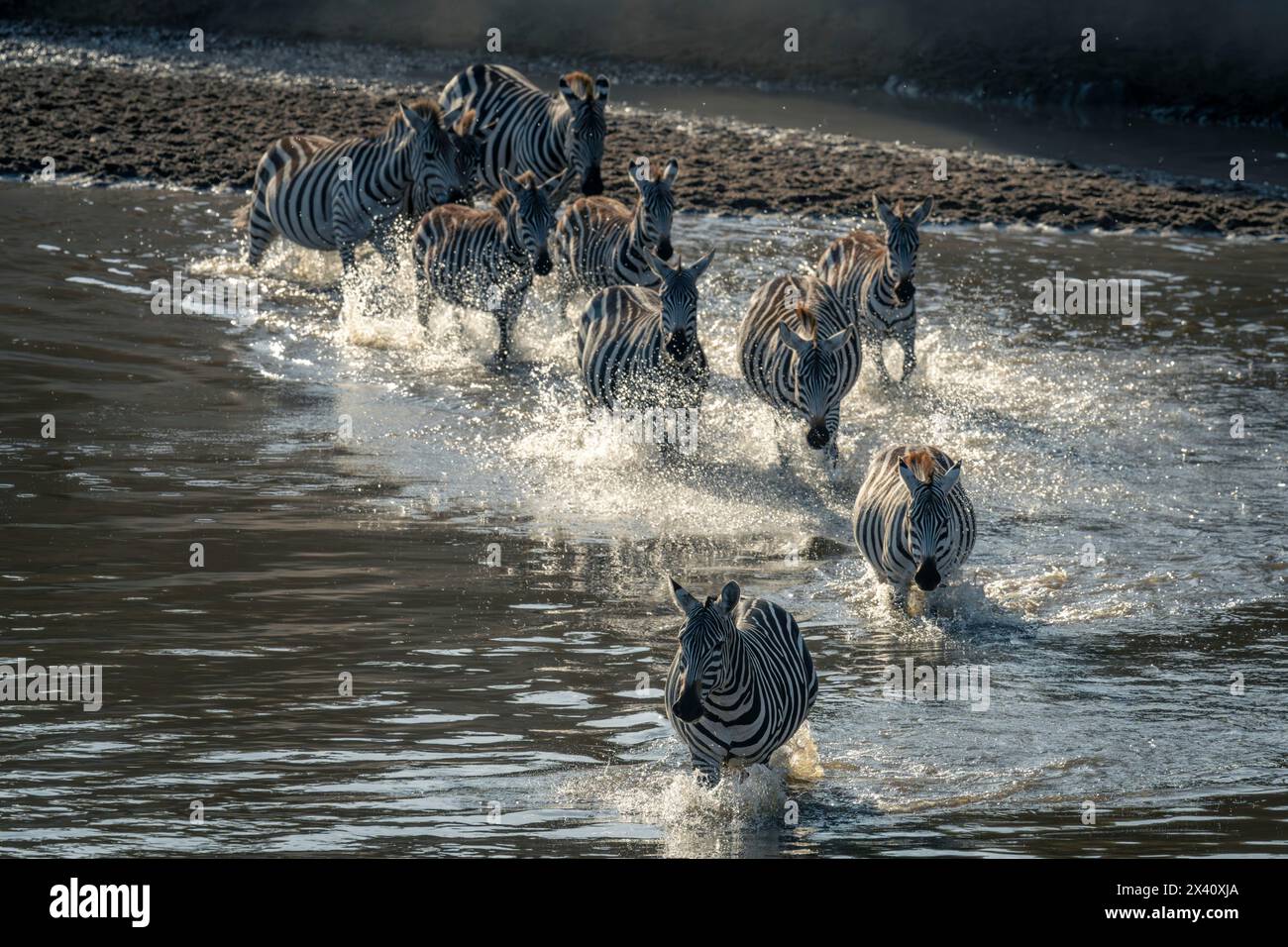 Zebra herd walking away hi-res stock photography and images - Alamy