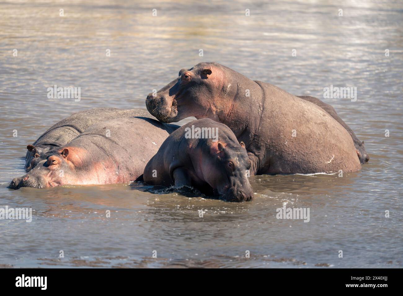 Five common hippopotamuses (Hippopotamus amphibius) wallowing in muddy ...