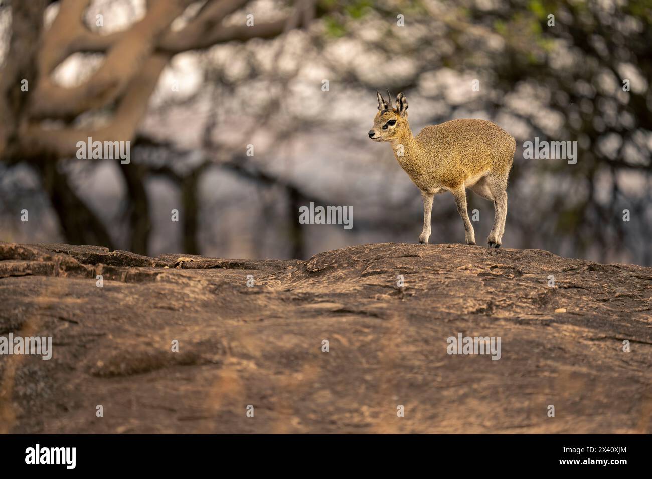 Klipspringer african hi-res stock photography and images - Alamy