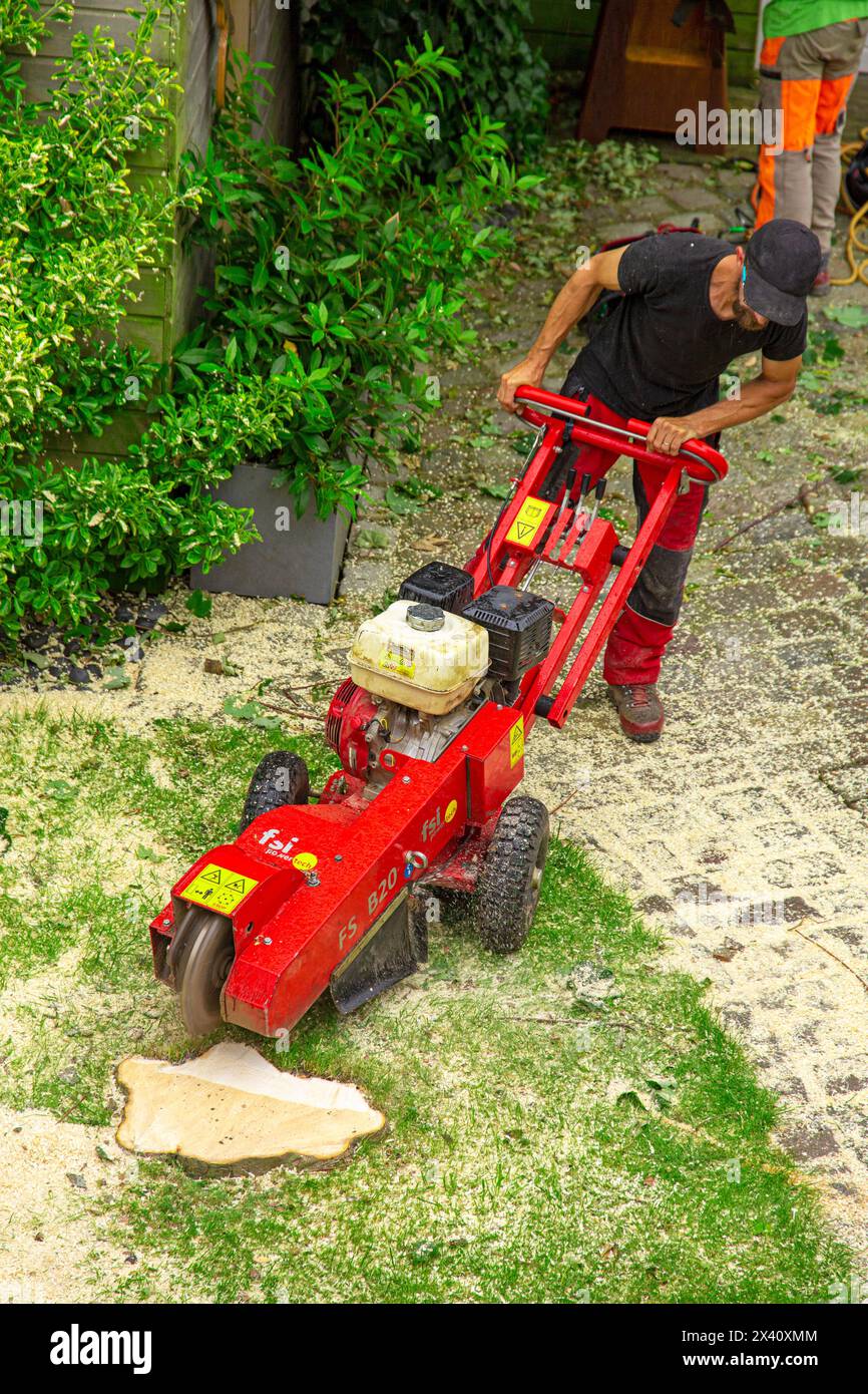 Stump tree branch pruning hi-res stock photography and images - Alamy