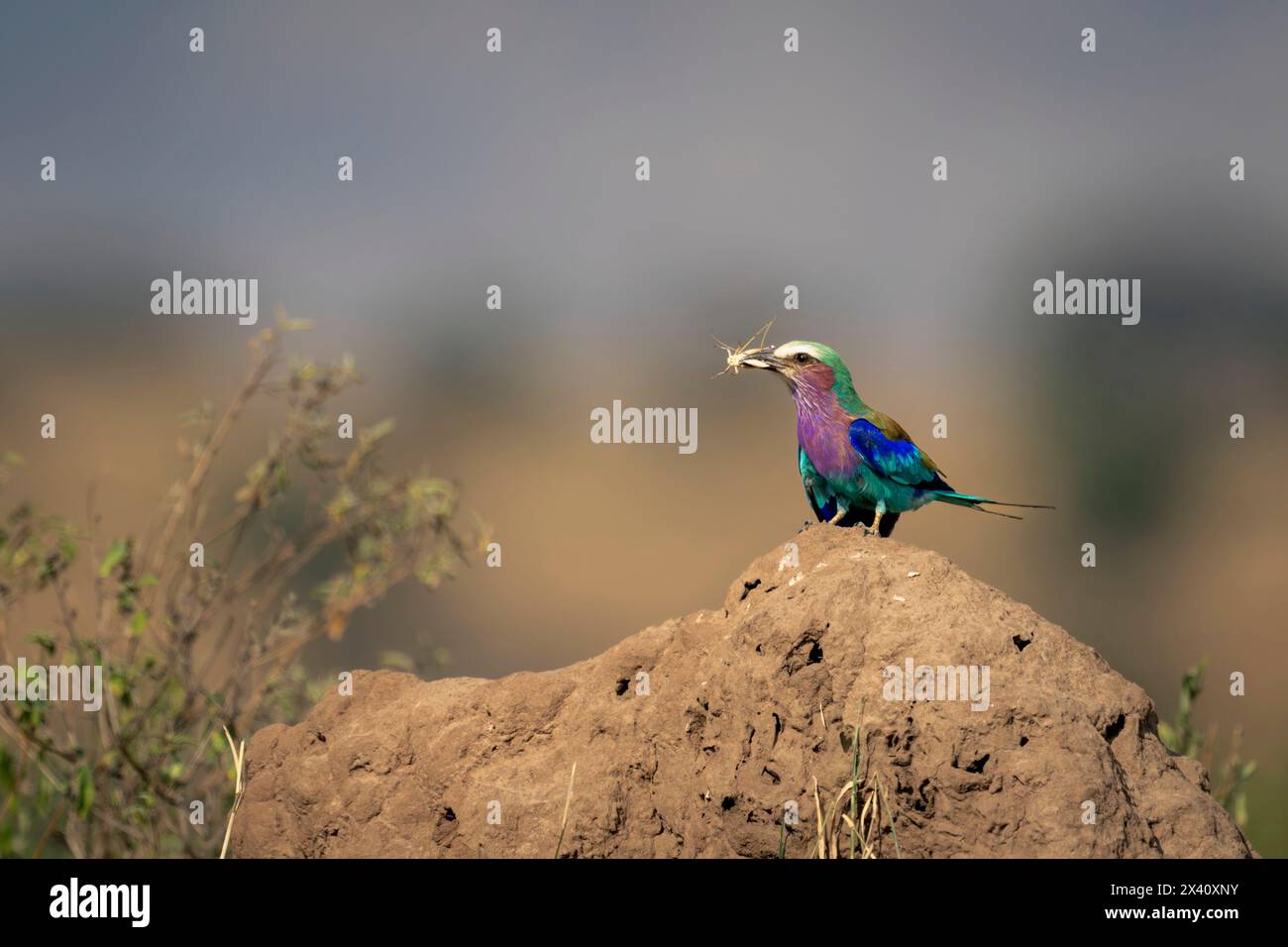 Lilac-breasted roller (Coracias caudatus) on termite mound holds insect ...